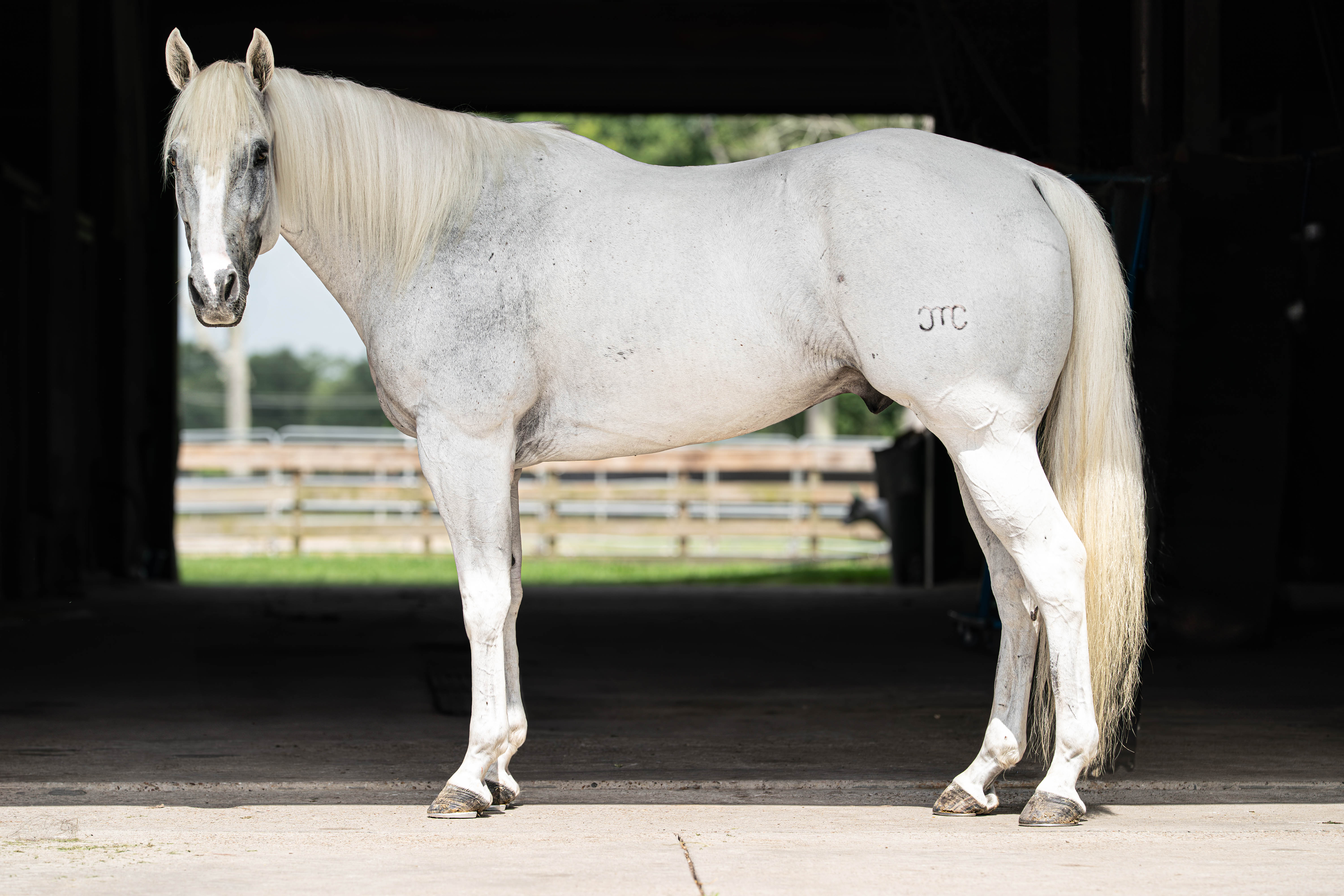 L#5092 Epic Fame - 2014 Gray Gelding (Epic Leader x Famous And Fabulous ...