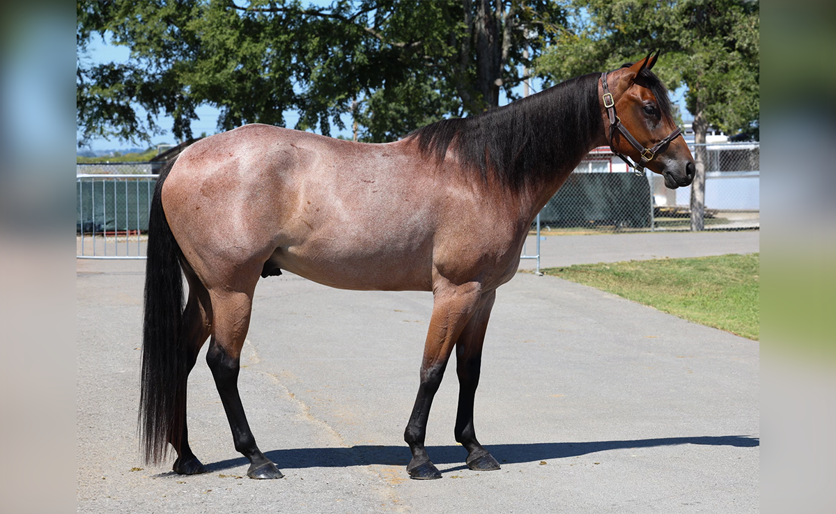 L#4405 Colonels Doublesmoke - 2021 Red Roan Gelding (Colonel C Rio ...