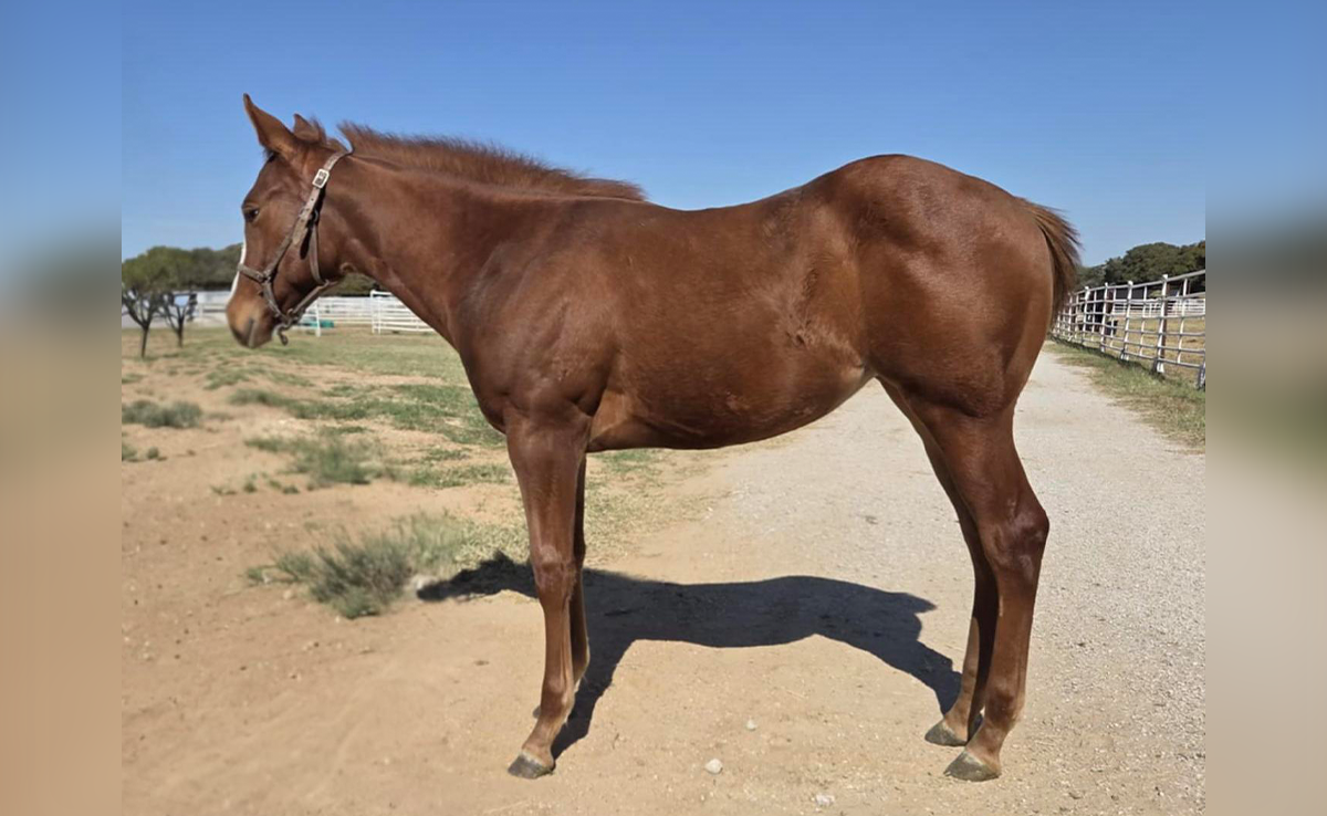 L#5356 Name Pending - 2025 Sorrel Mare (Slick By Design x Sign Of Passion, Vital Sign) | The ...
