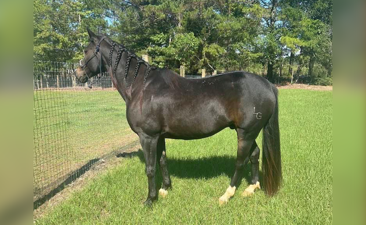 L#4422 Frenchman’s Fireonbug - 2016 Brown Gelding (Ygw Bug Juice x ...