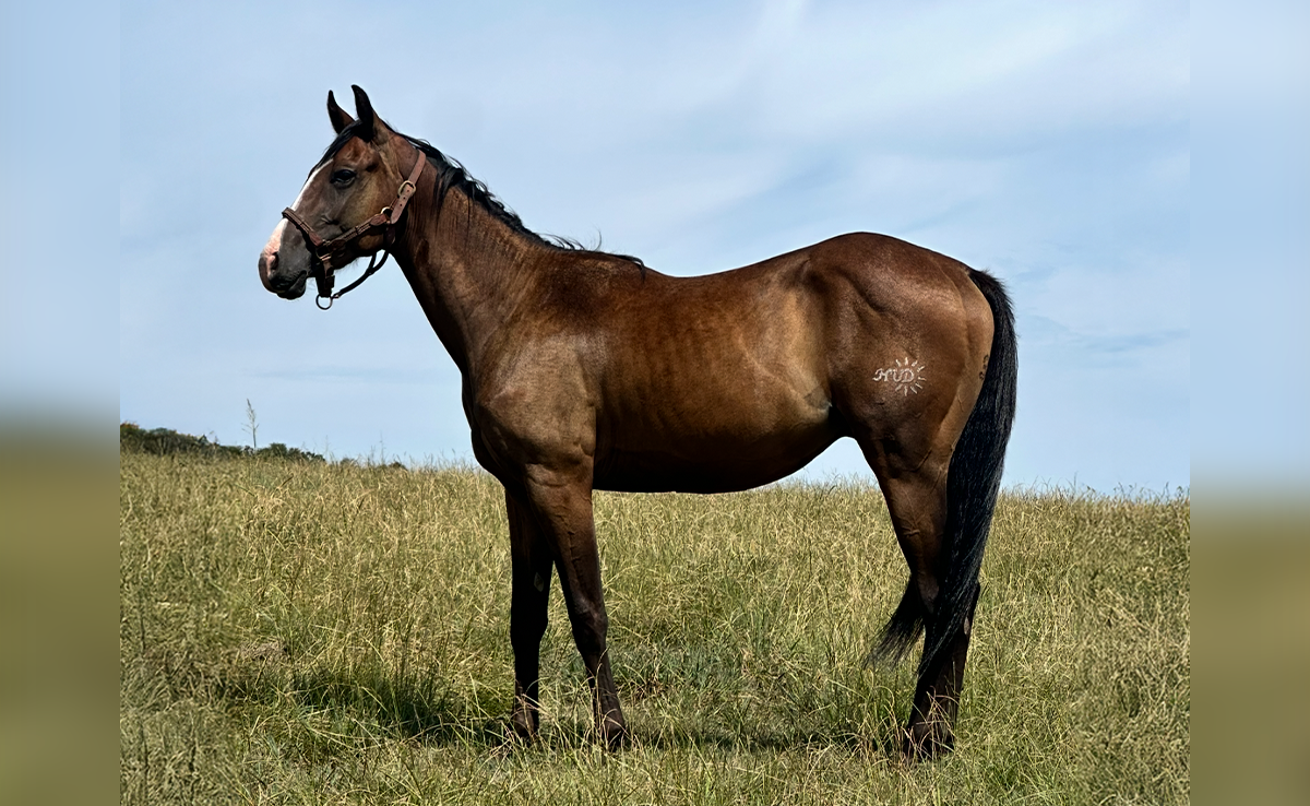 L#4249 Driftwood Famestreak - 2023 Brown Stallion (Kn Famous Czar x ...