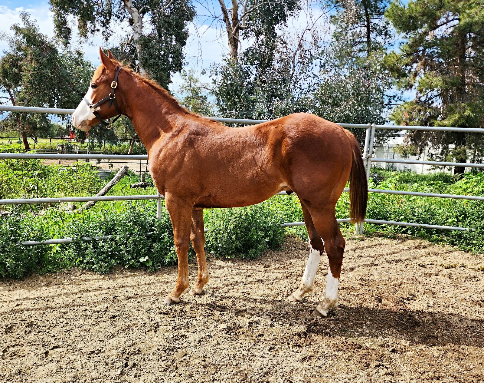 L#1012 Raise Your Weapon - 2023 Sorrel Stallion (Fiestas Gotta Gun x ...