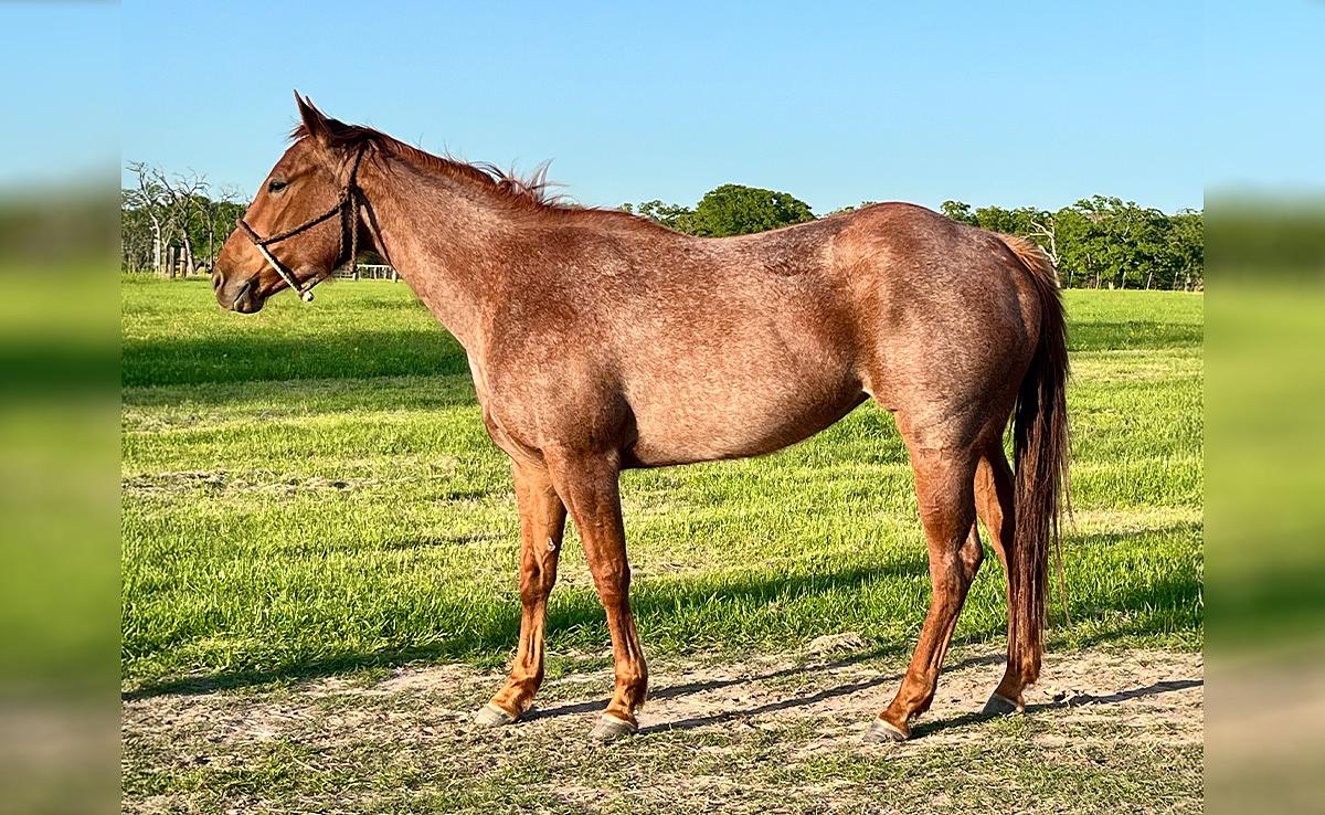 L#5957 Lemon Drop Jess - 2021 Red Roan Mare (French Streakin Jess x ...
