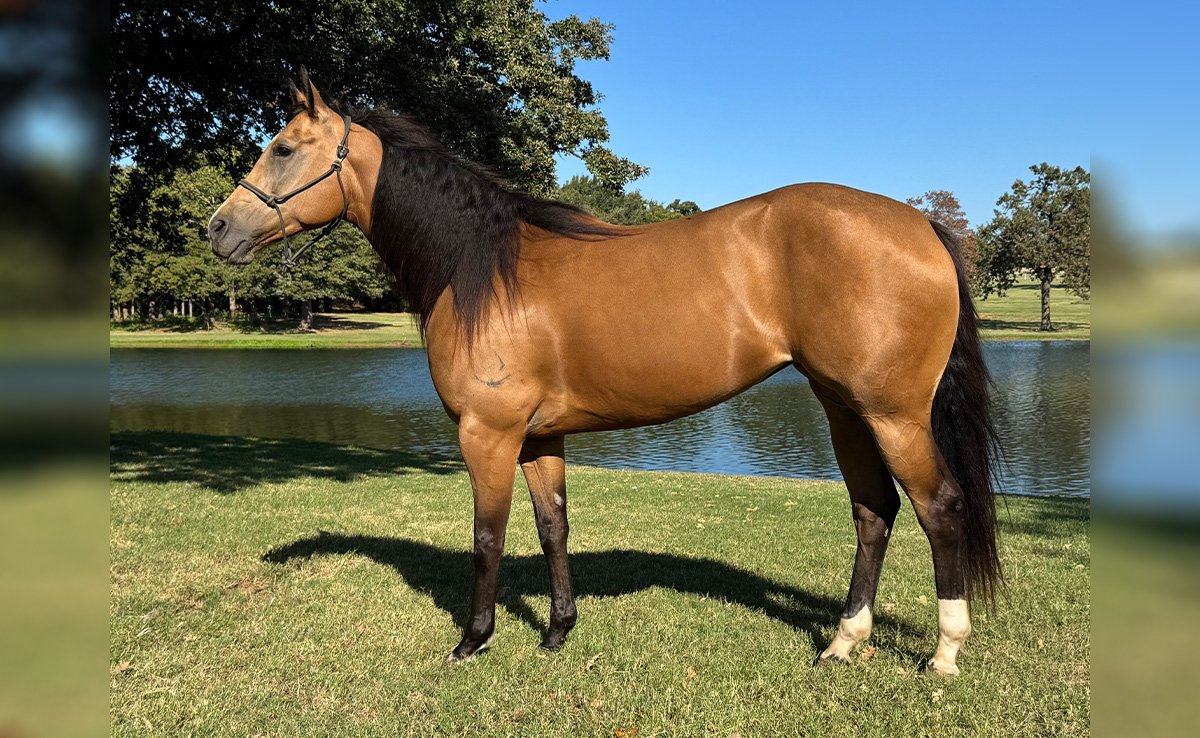 L#5241 Rdc Eyemabugthatguy - 2020 Buckskin Mare (Frenchmans Guy x Eyema ...
