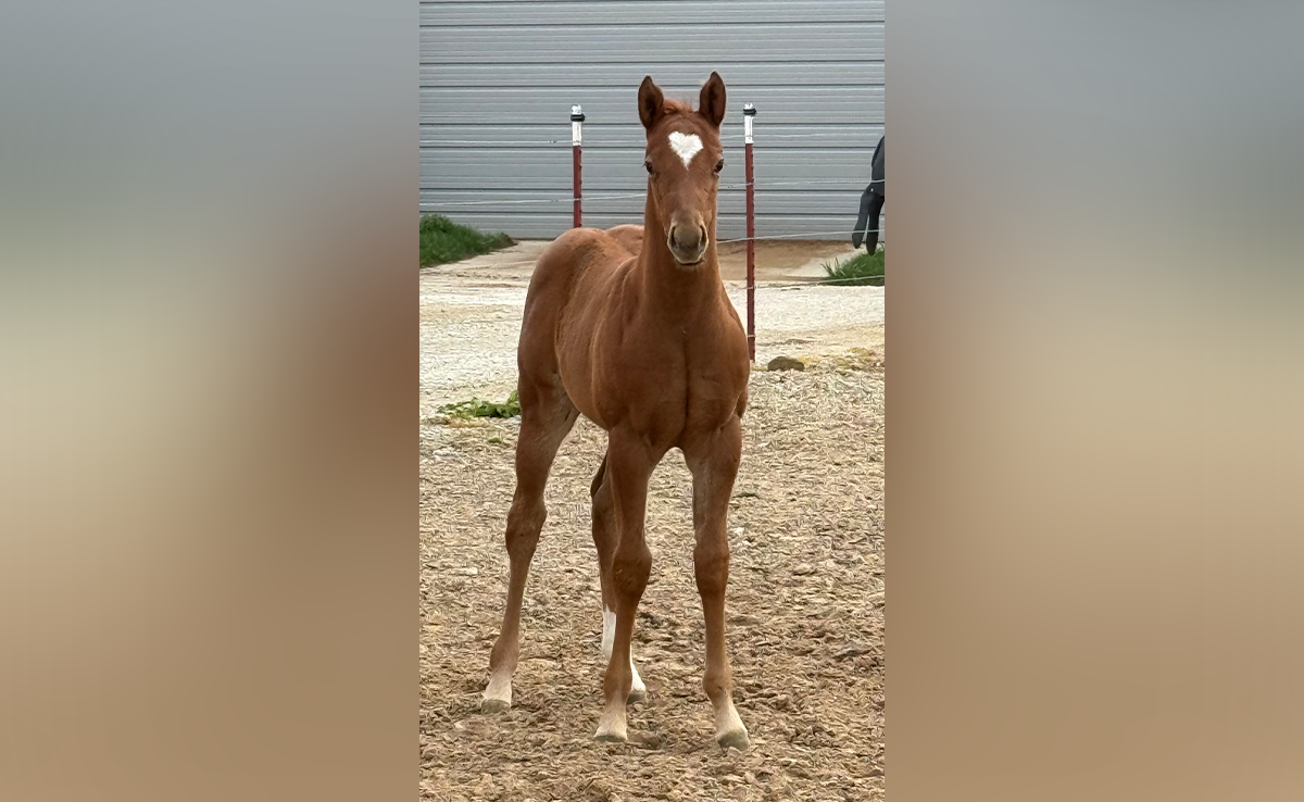 L#4071 Blackkout Betty - 2025 Sorrel Mare (Blackkout x Shakem French ...