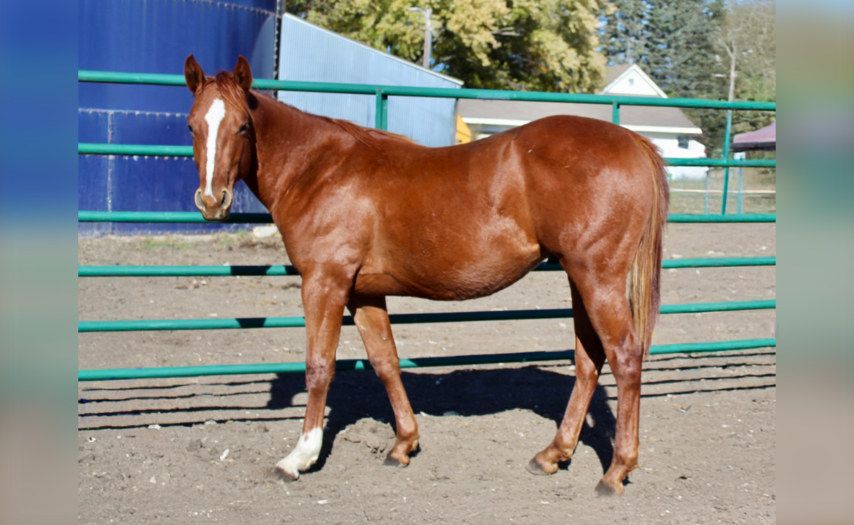 L#5937 Heza Dandy Guy - 2024 Sorrel Gelding (Bhr Frenchies Socks x ...
