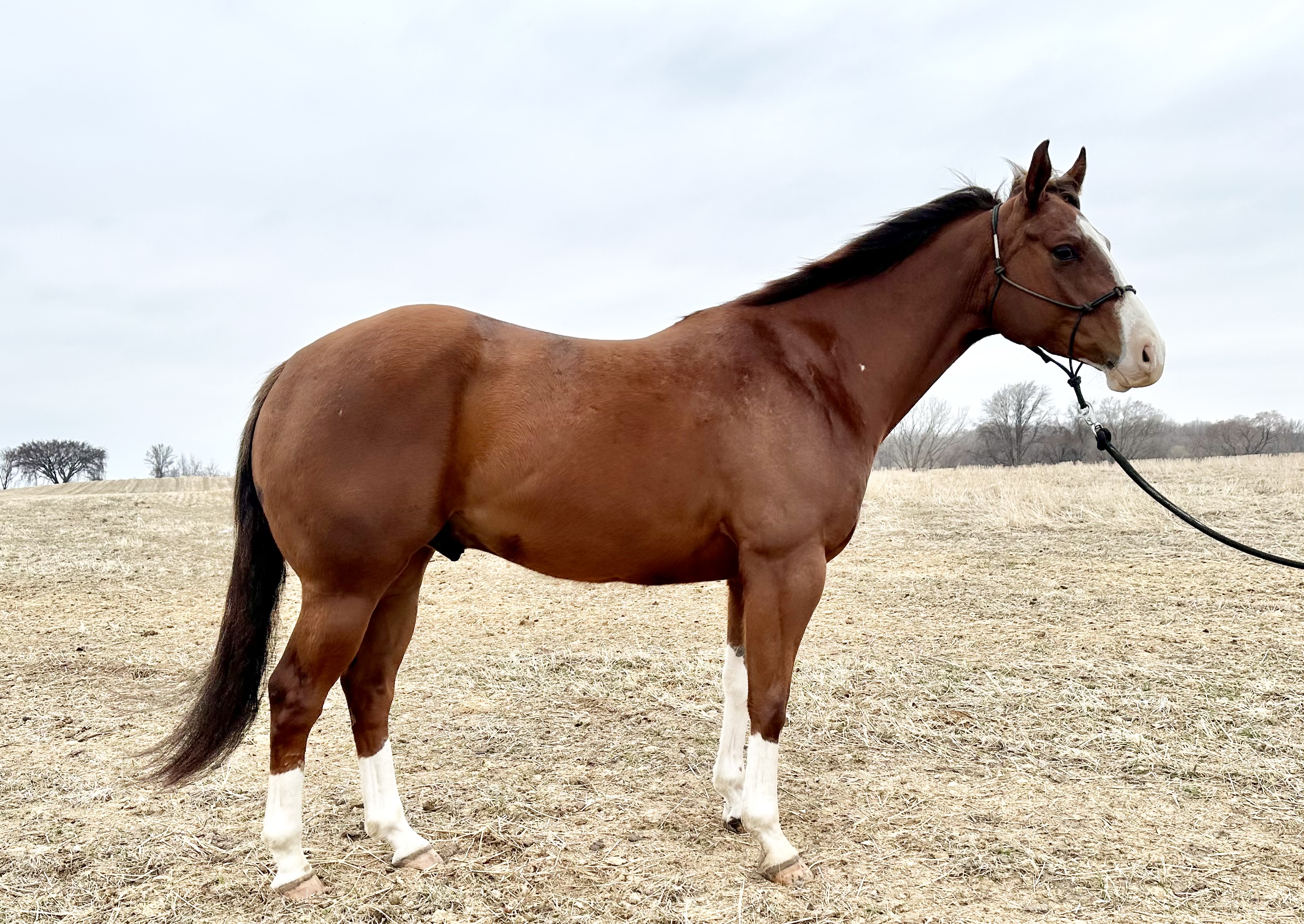 L#2639 Sl The Flash - 2021 Chestnut Gelding (Dot Com Guy x Sl Keep On ...