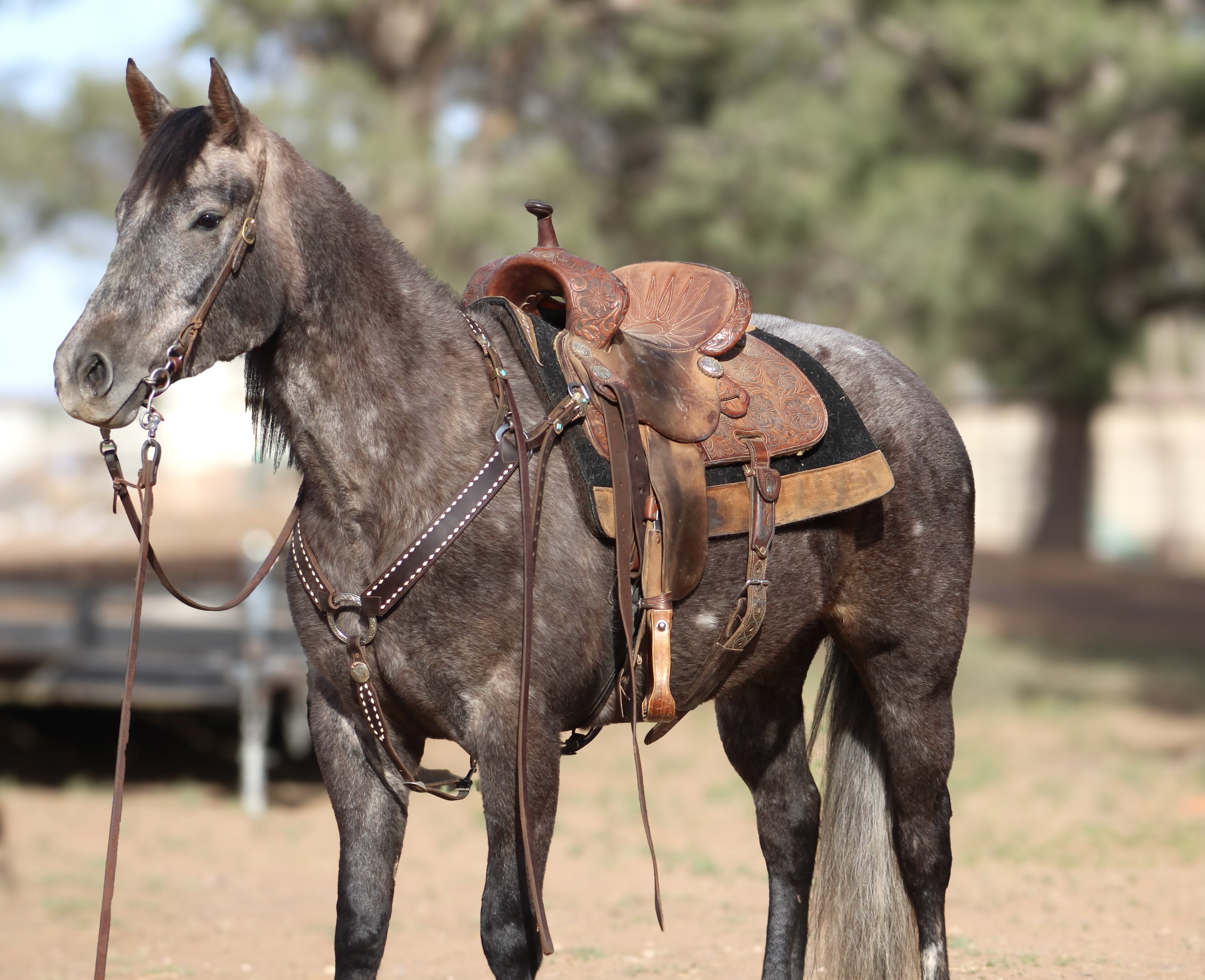 L#2526 Cowgirls R Fabulous - 2022 Gray Mare (Kn Text Me Fabulous x ...