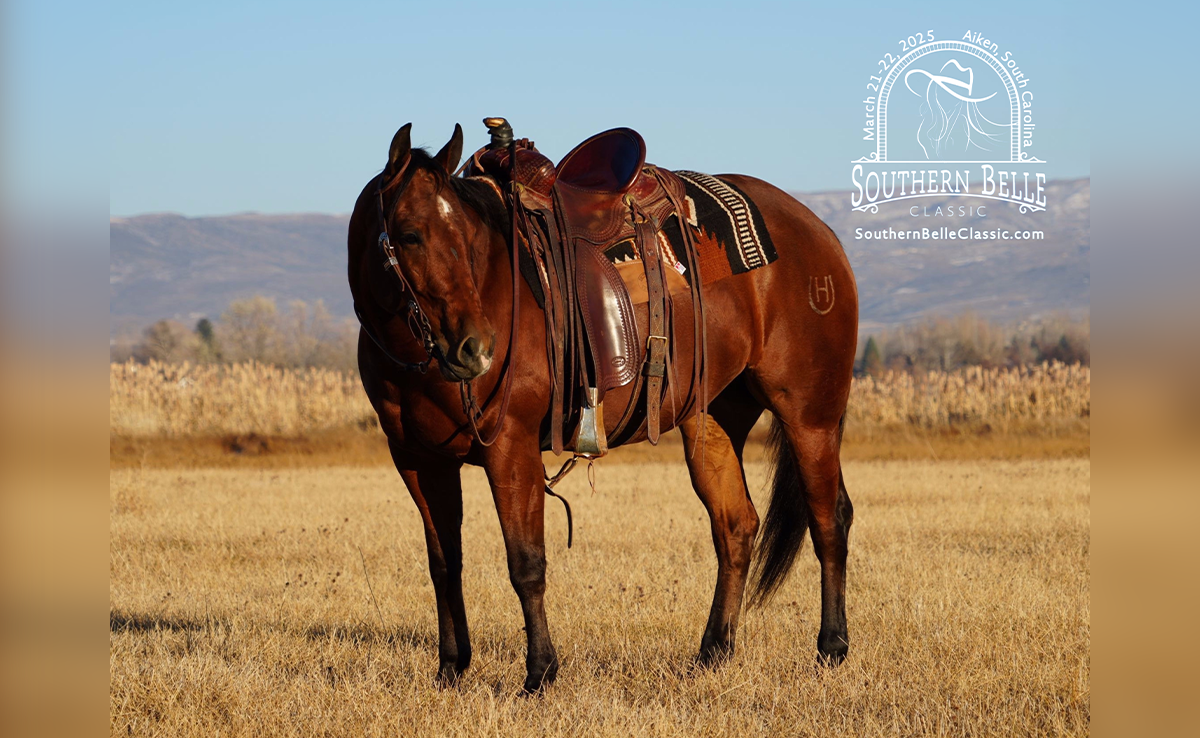 L#2153 Wranglers On Jac - 2020 Bay Gelding (Wranglers And Jac x Smart ...