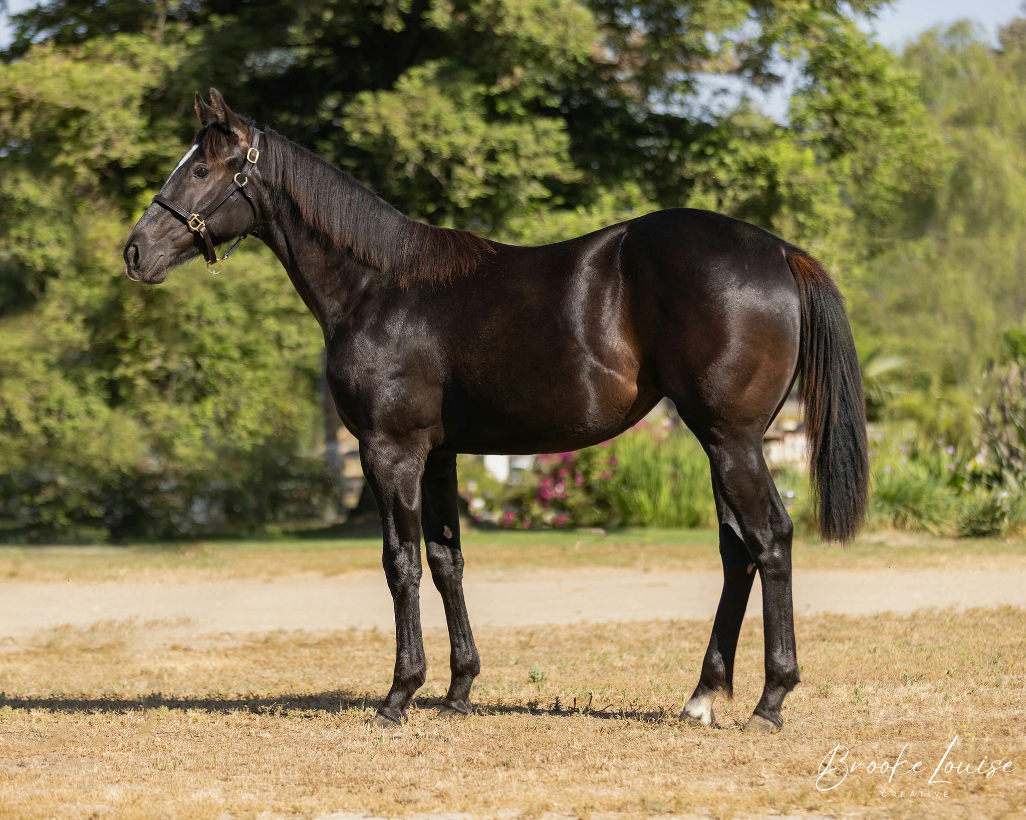 L#1016 Blushing Black Betty - 2023 Black Mare (Firewater Canyon x Xc ...