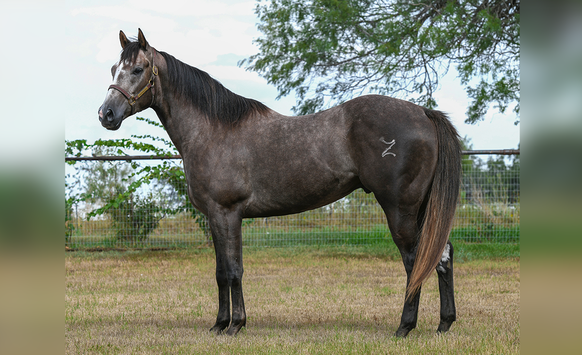 L#4541 Don Laurent - 2022 Gray Gelding (Tres Seis x Moon Of Louisiana Z ...