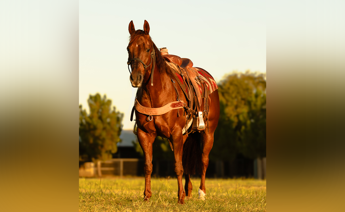 L#4964 Sir Billie Long Legs - 2019 Sorrel Gelding (Sir Long Legs x ...