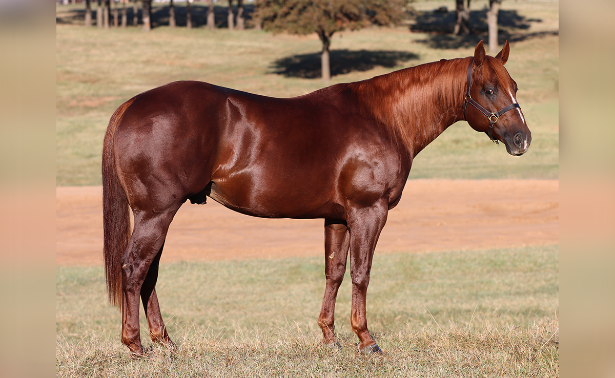 L#5880 RDC Designed N Fire - 2019 Sorrel Stallion (Designer Red x Flits ...