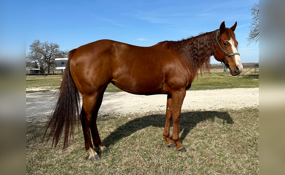 L#2461 Liza Lane - 2015 Sorrel Mare (Justaheartofawarrior x Shakem Up ...