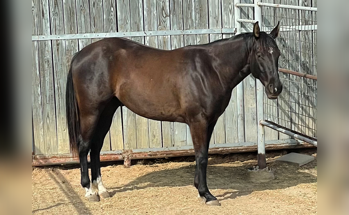 L#3388 Cupid’s Twisted Siete - 2023 Black Gelding (Jess Send Cupid x ...