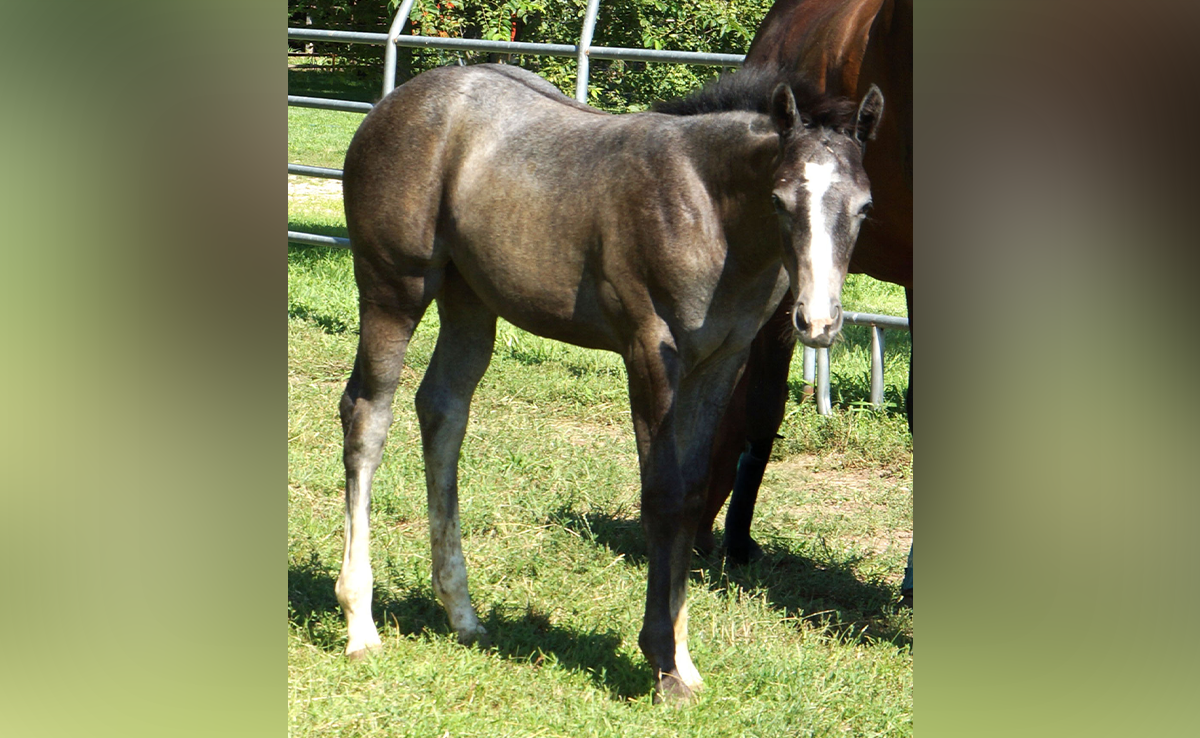L#4320 Name Pending - 2025 Gray Mare (Buggin The Judge x Queenerella ...