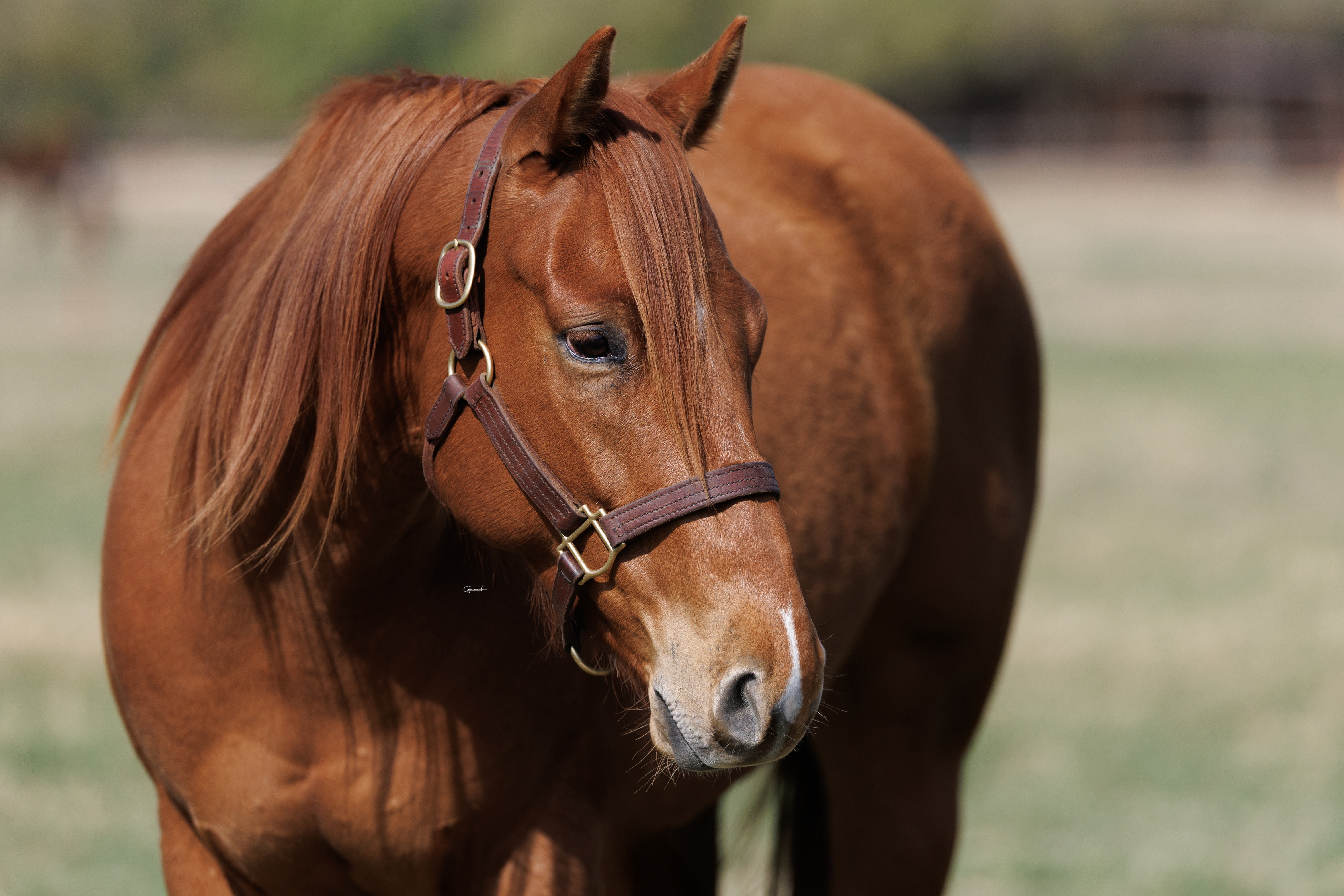 L#2955 M R Sweet Shawne - 2021 Sorrel Gelding (Shawne Bug Leo x Jl ...
