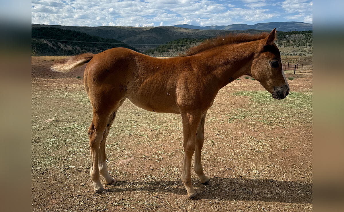 L#4410 Eddies Moonflash - 2025 Sorrel Mare (Eddie Stinson x Lota ...