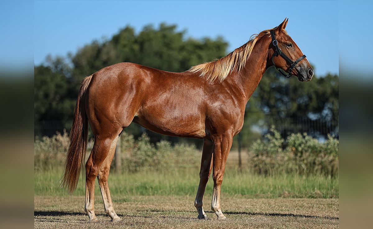 L#5964 My Candy Ta Heaven - 2023 Sorrel Mare (Jl Dash Ta Heaven x My ...