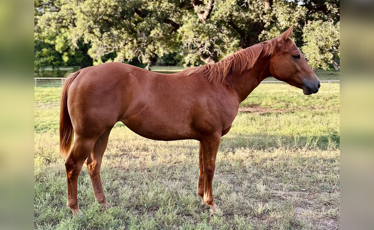 L#3244 Arsonists Lullabye - 2024 Sorrel Mare (Jess Plays With Guns x ...