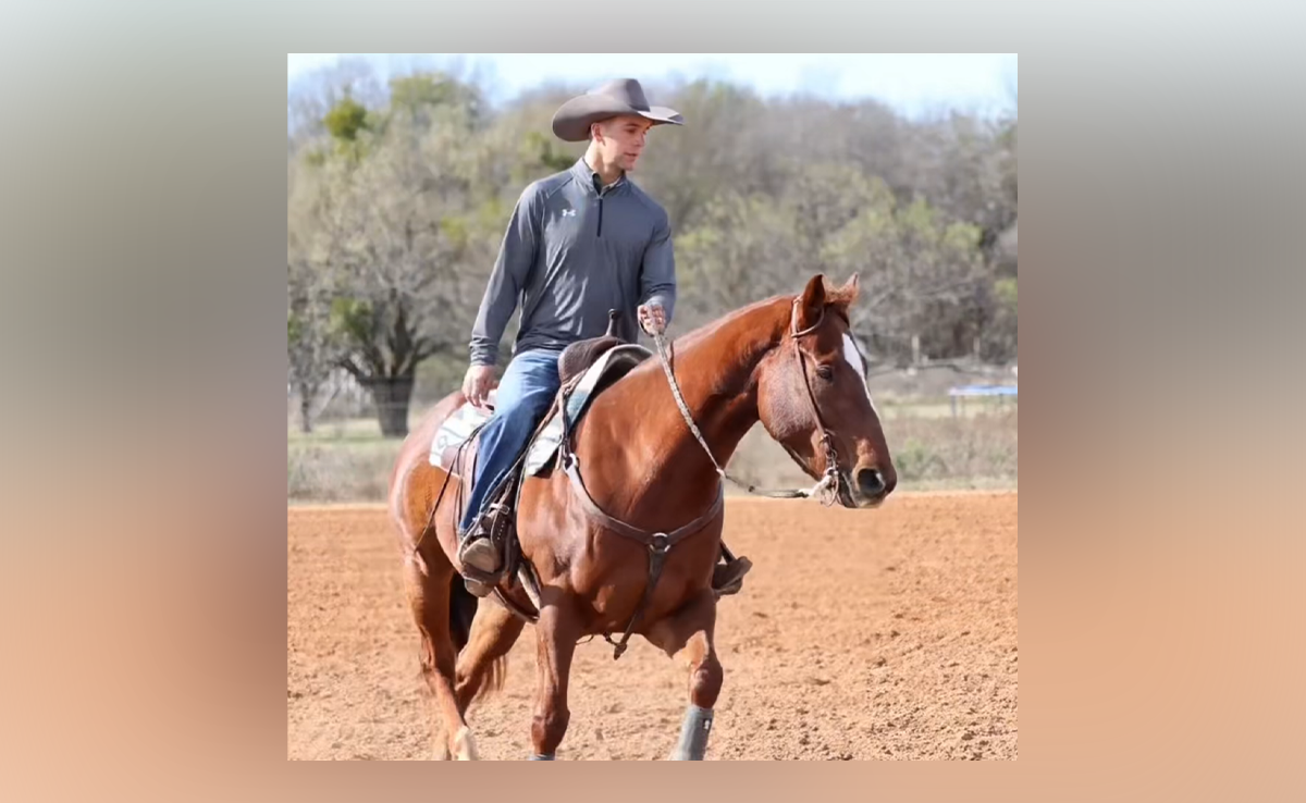 L#5732 Dtr Country Man - 2019 Sorrel Gelding (Big Lew x Heavenly Sonata ...