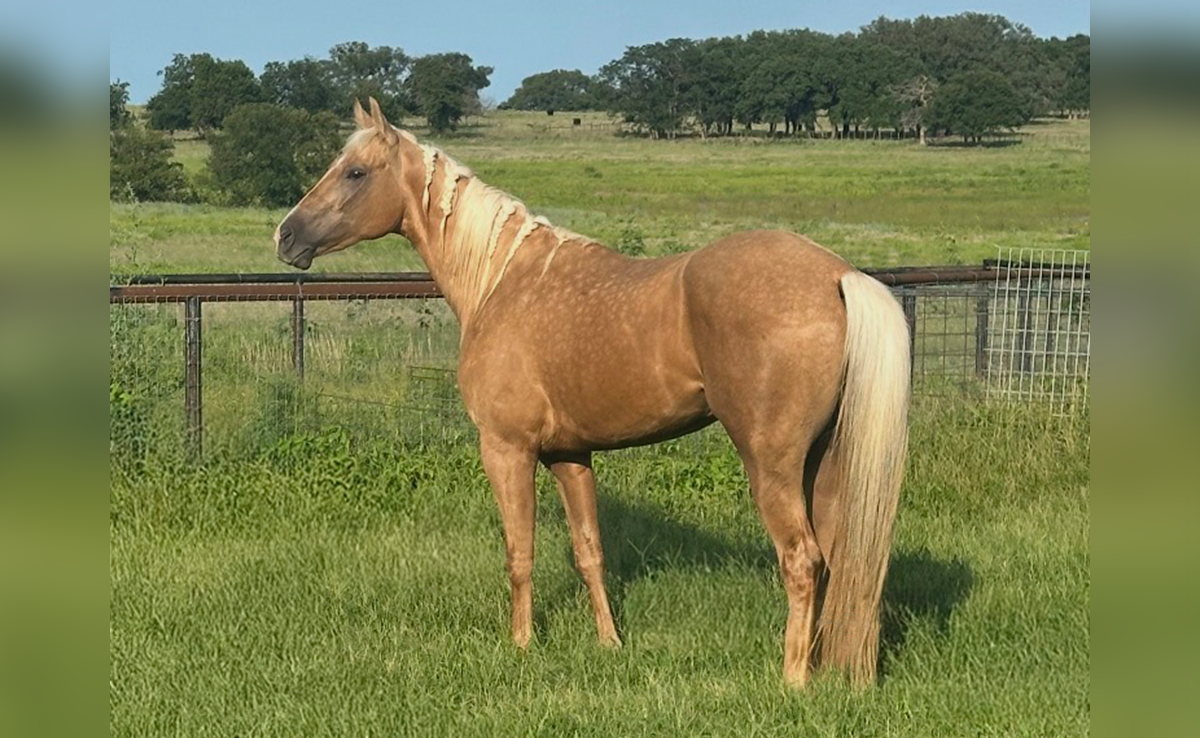 L#5627 Kn Hundred Proof - 2022 Palomino Gelding (A Guy With Proof x Sr ...