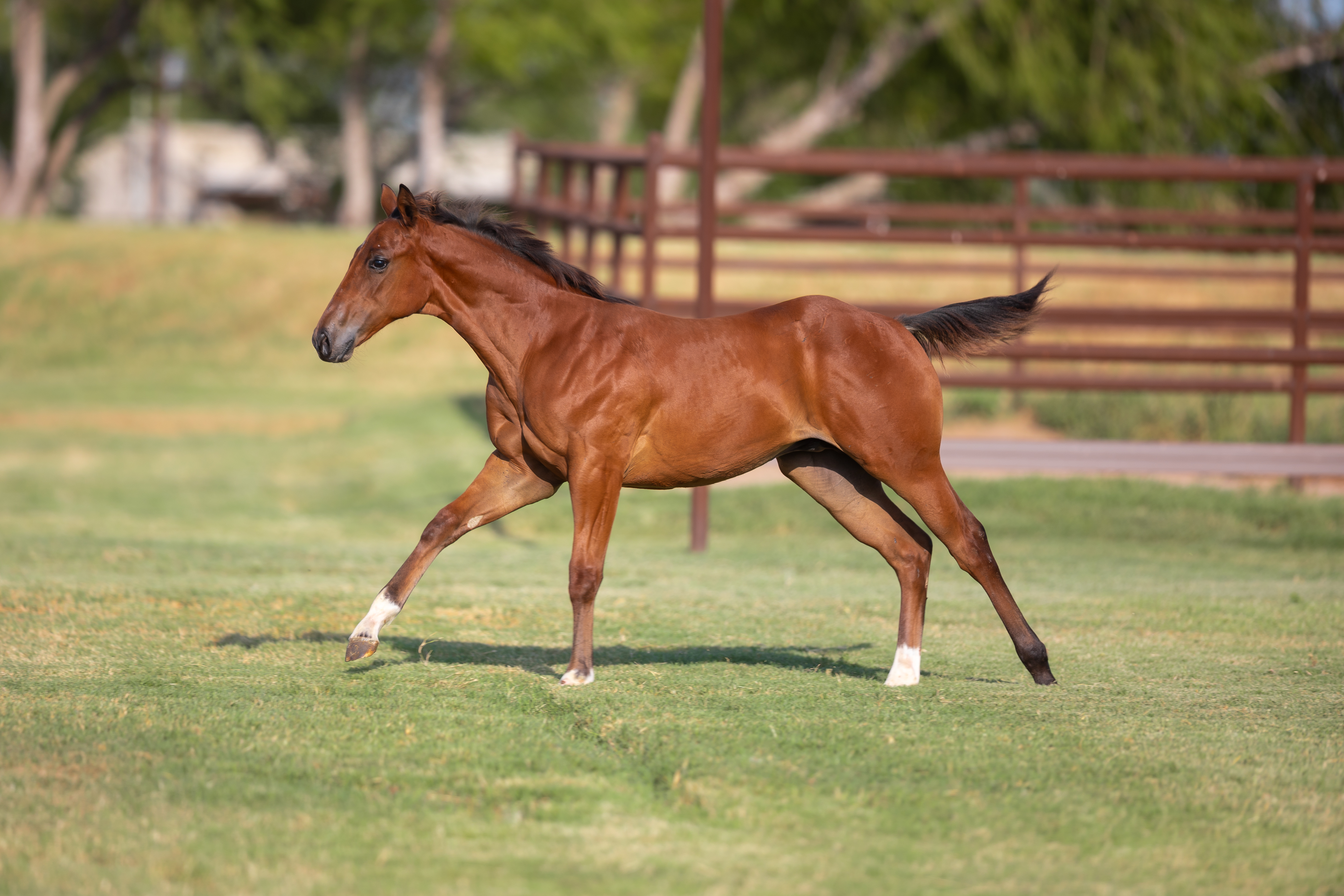 L#4488 Puro Seis Pz - 2025 Bay Stallion (Tres Seis x A First Down Chick ...
