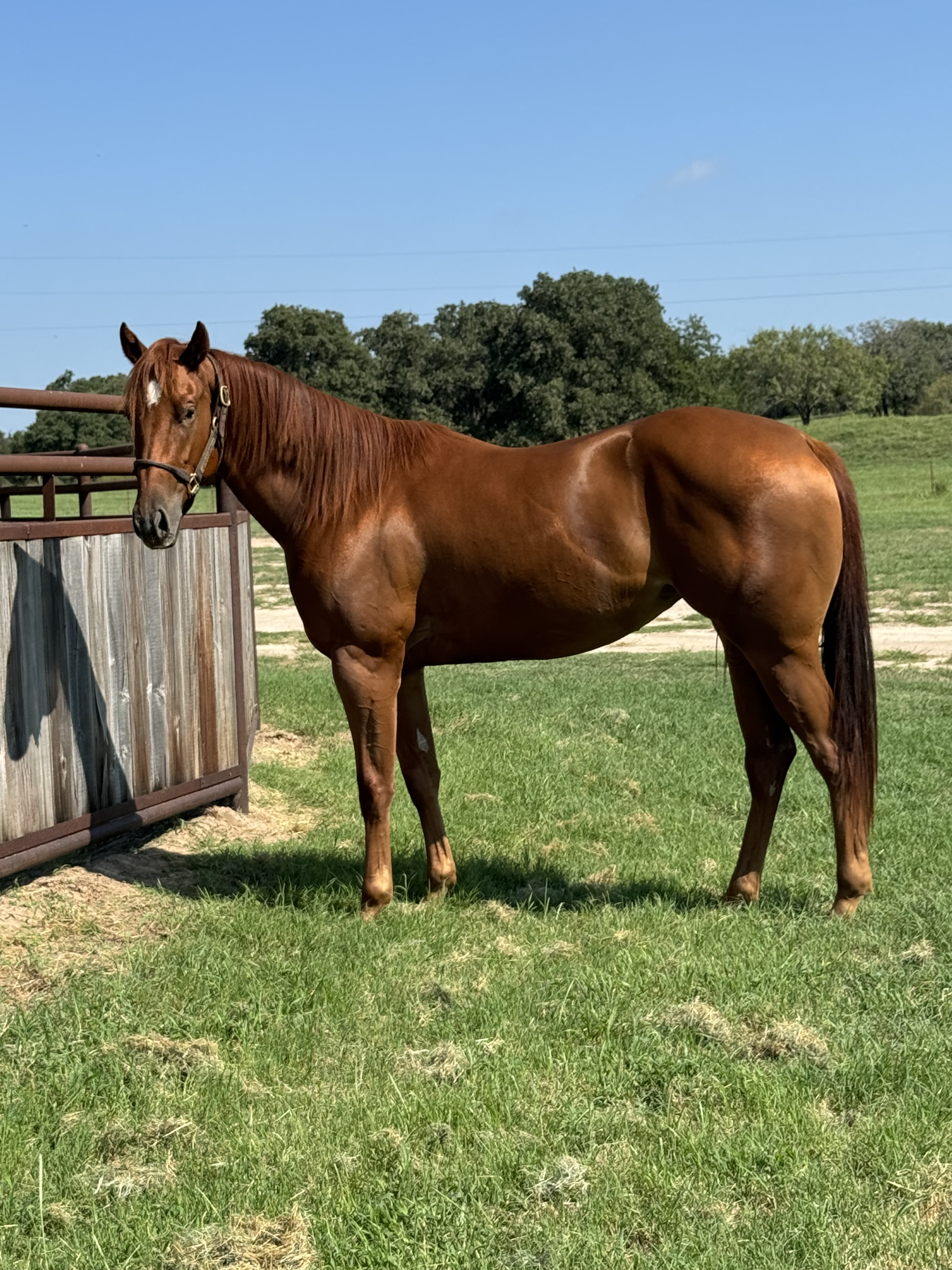 L#1992 Royal Down Paisley - 2022 Sorrel Mare (Freckles Ta Fame x Royal ...