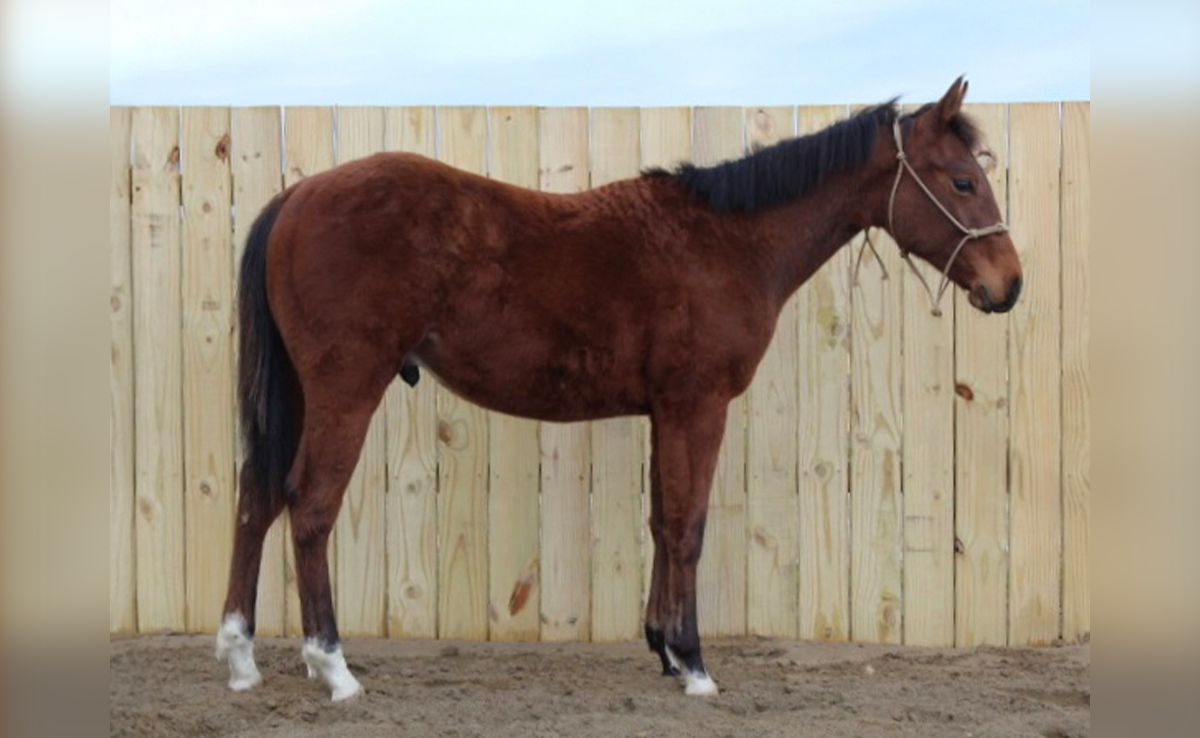 L#2486 Cee Metallic Reys - 2024 Bay Stallion (Metallic Rey Mink x ...