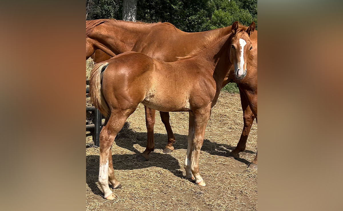 L#4328 Name Pending - 2025 Sorrel Stallion (Pc Judge Meeko x Wild ...