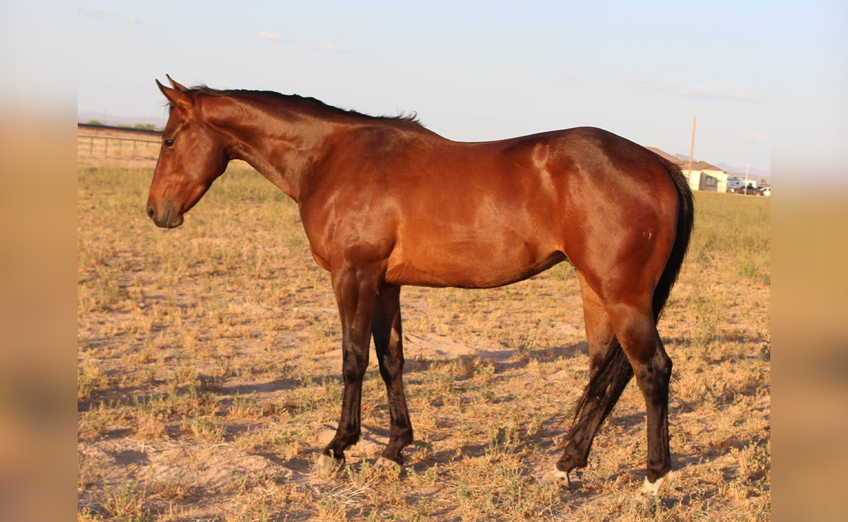 L#1922 Tivitos Big Winner - 2022 Bay Gelding (Winners Version x Tivitosandthedolls, Tivitos ...
