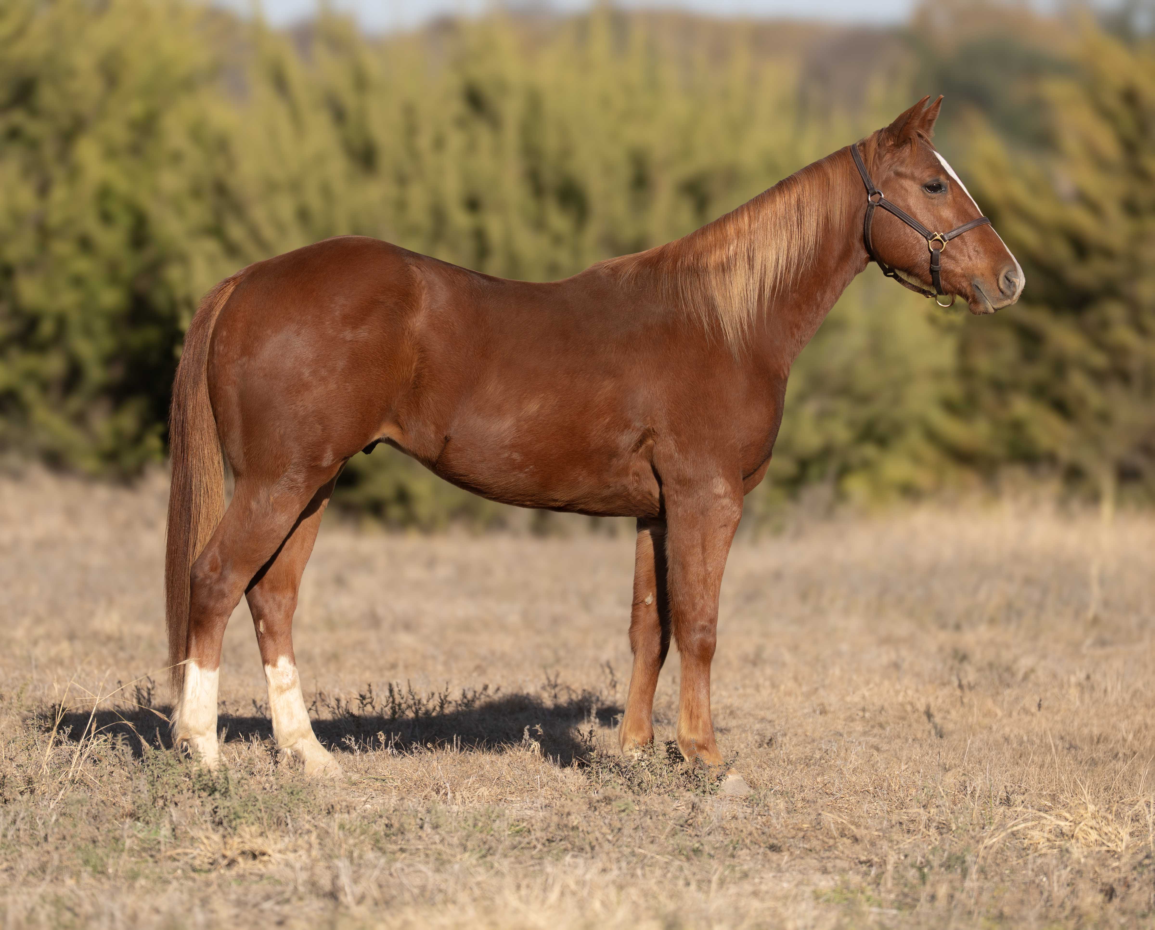 L#6842 Dualin Doc Doc - 2023 Sorrel Gelding (Rs Dualin Starlight x Docs ...
