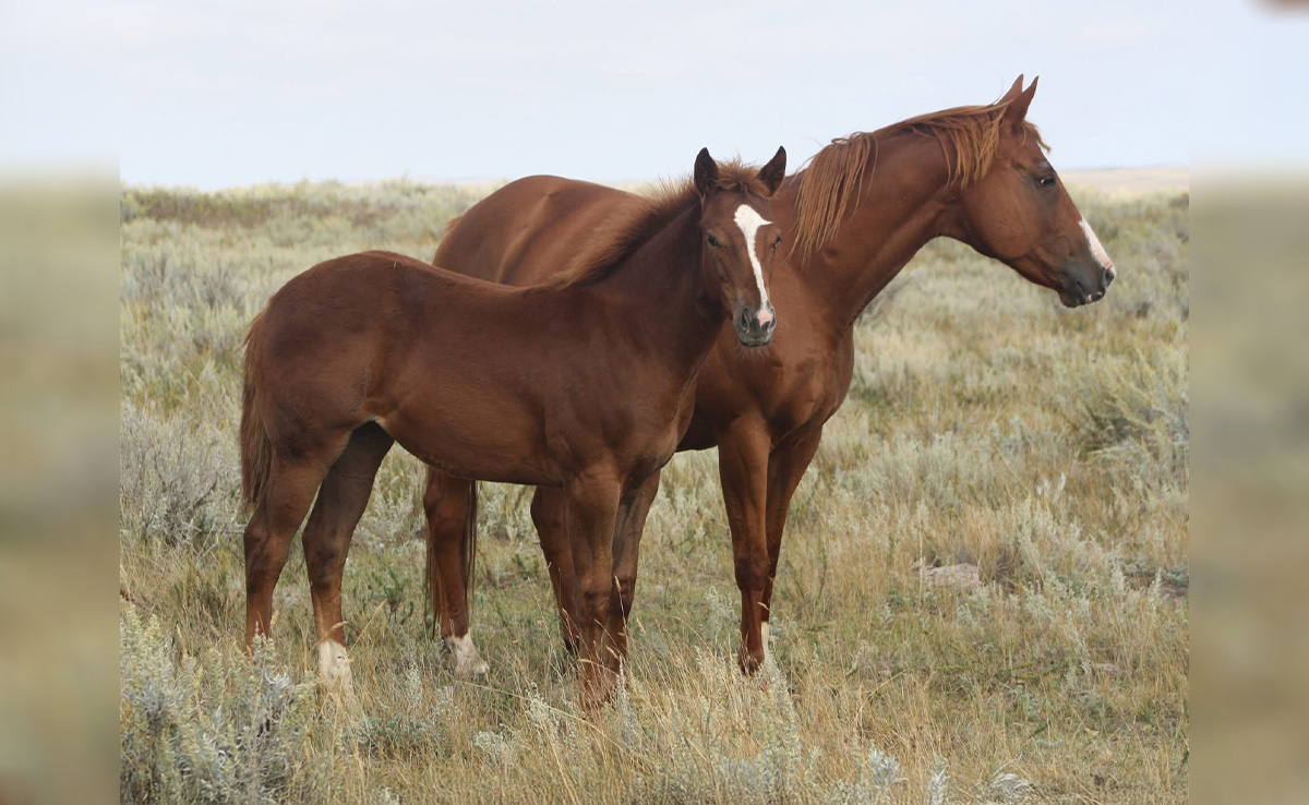 L#4778 Pa Wish Me Luck - 2025 Sorrel Mare (Frenchmans Elvis x Mr Bug ...