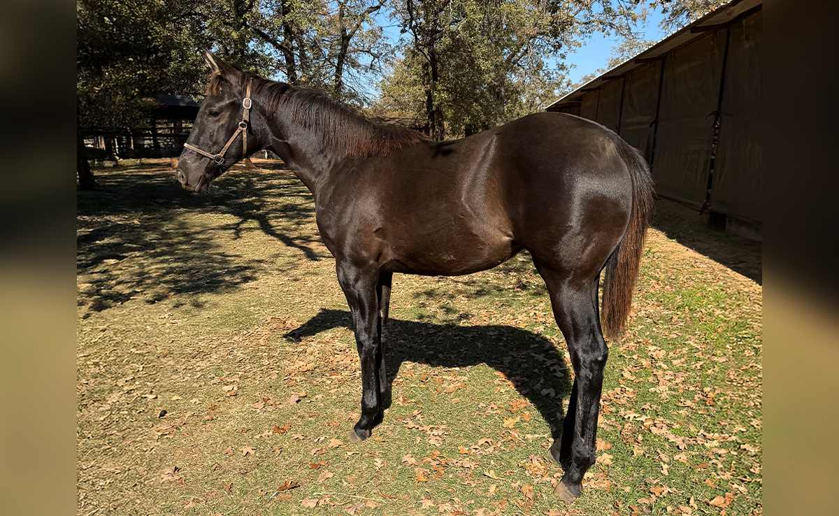 L#2614 Name Pending - 2024 Black Mare (Jl Dash Ta Heaven x Feelin The ...
