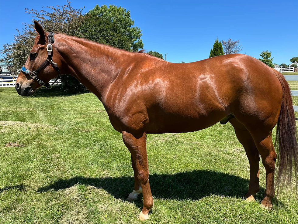L#6321 Sandras Shawnee Bug - 2016 Sorrel Gelding (Shawne Bug Leo x ...