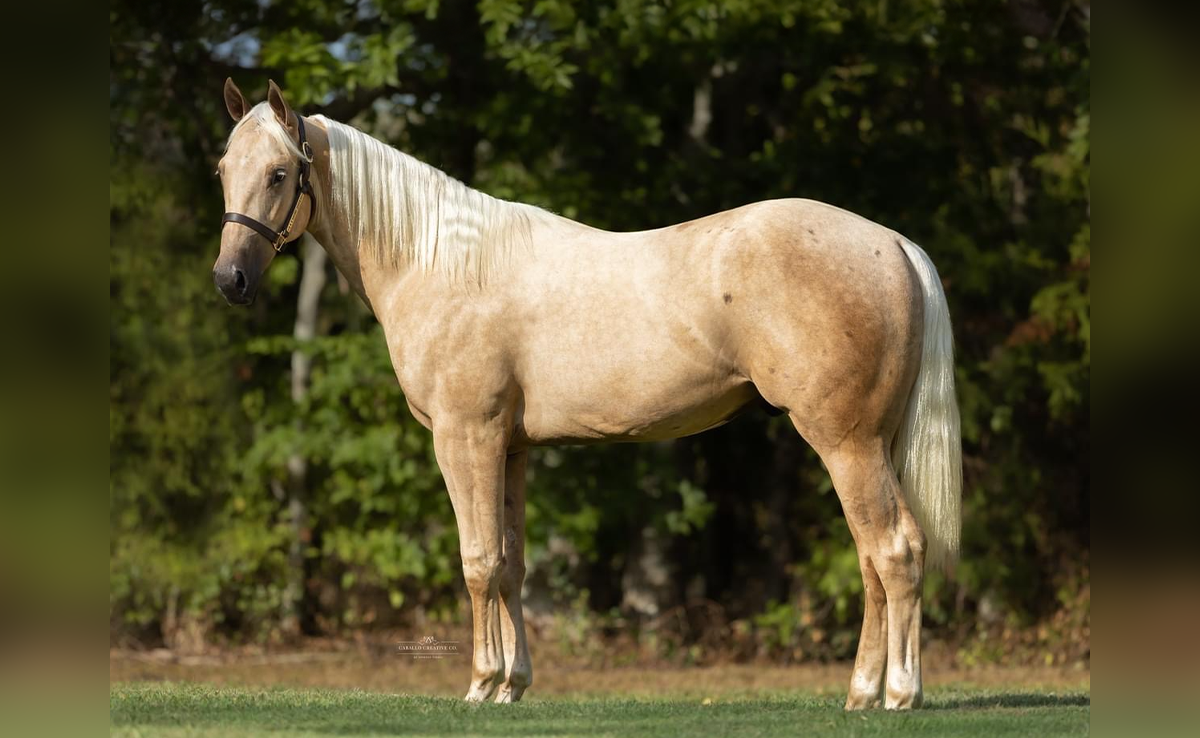 L#1791 Aoc Fabulous Roarrr - 2022 Palomino Gelding (Roarrr x Kn ...