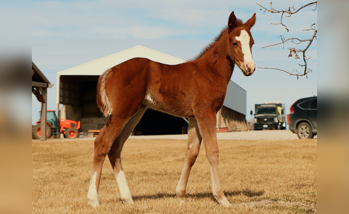 L#2514 Name Pending - 2025 Sorrel Mare (Adios Pantalones x Ms. First ...