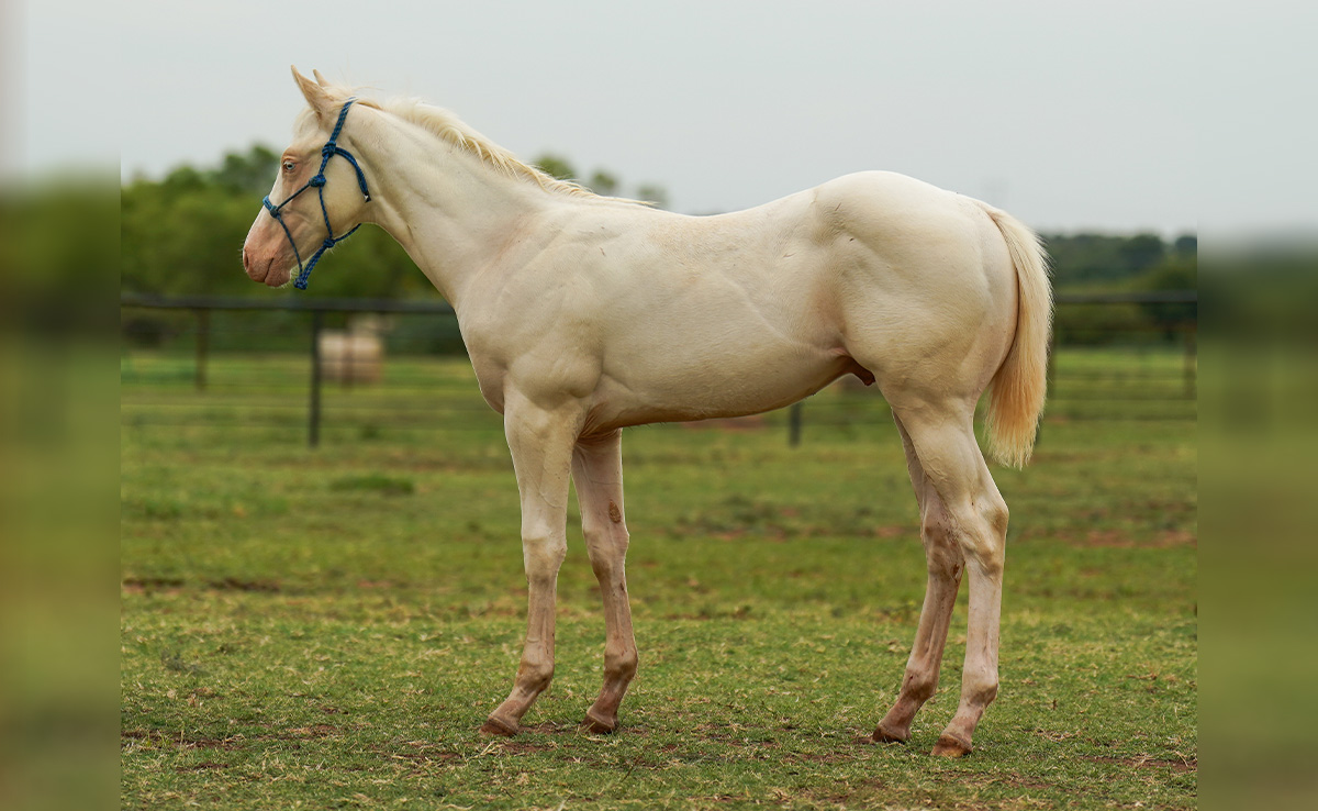 L#4870 Adios On The Rocks - 2025 Cremello Stallion (Adios Pantalones x Perky Firewater ...