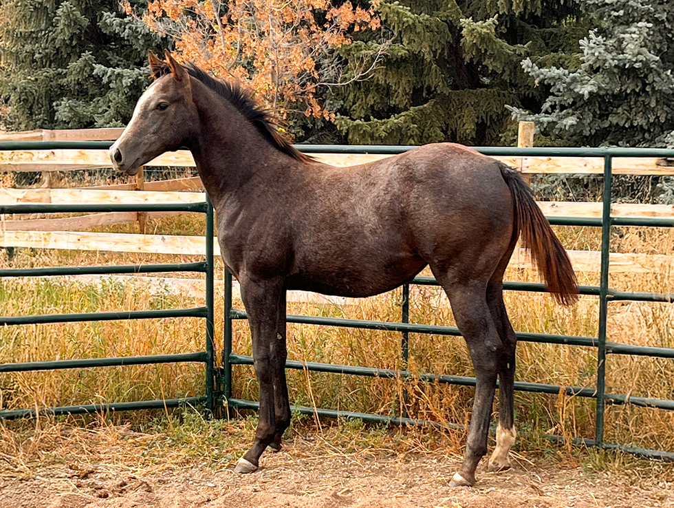 L#6041 Nickers On Fire - 2025 Gray Mare (Nickster x Firewater Legend ...