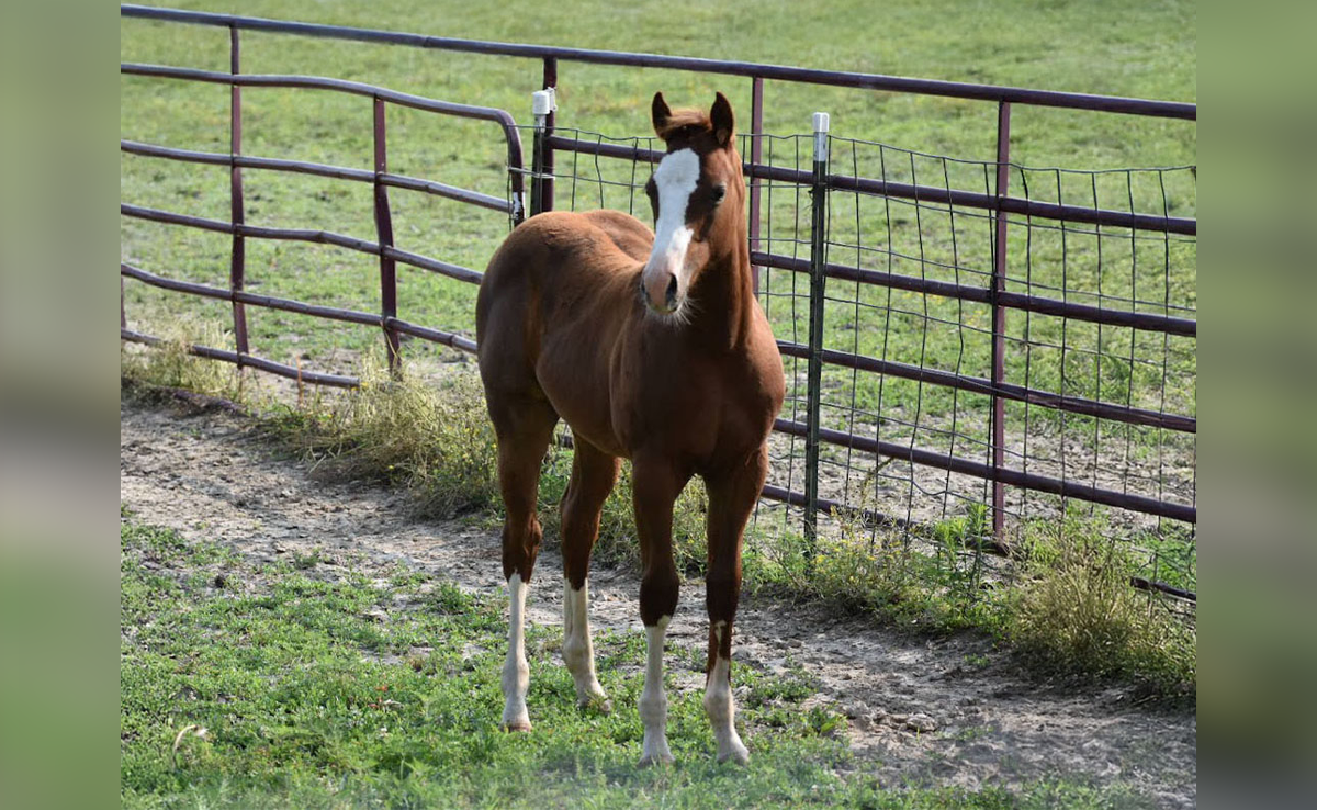 L#3362 Ten Forty Eight - 2025 Sorrel Stallion (Traffic Guy x One Famous Babe, One Famous Eagle ...