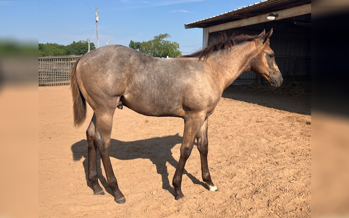 L#1212 Nlj The Watchman - 2024 Blue Roan Stallion (Metallic Malice x ...