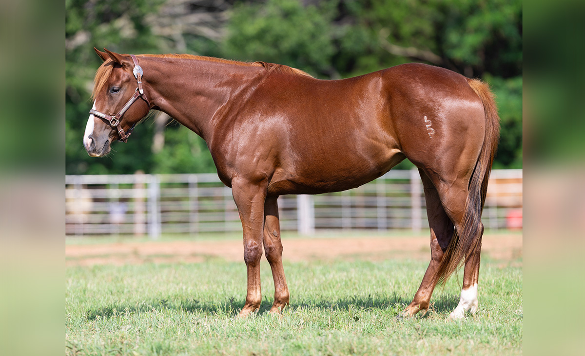 L#3810 Reacherr - 2022 Sorrel Mare (Shawne Bug Leo x Namgis Jess Famous ...
