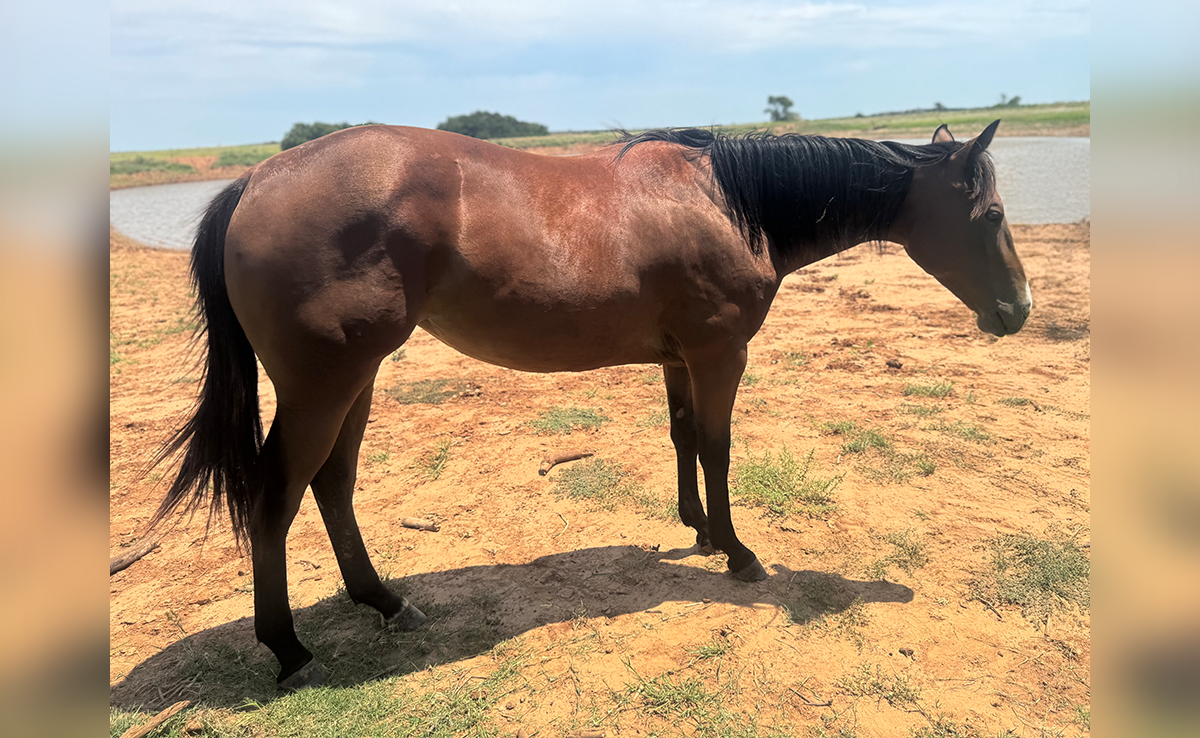 L#4436 Wyld Hared - 2024 Bay Mare (Famous Bugs x Wild Haired Mint, Wild ...