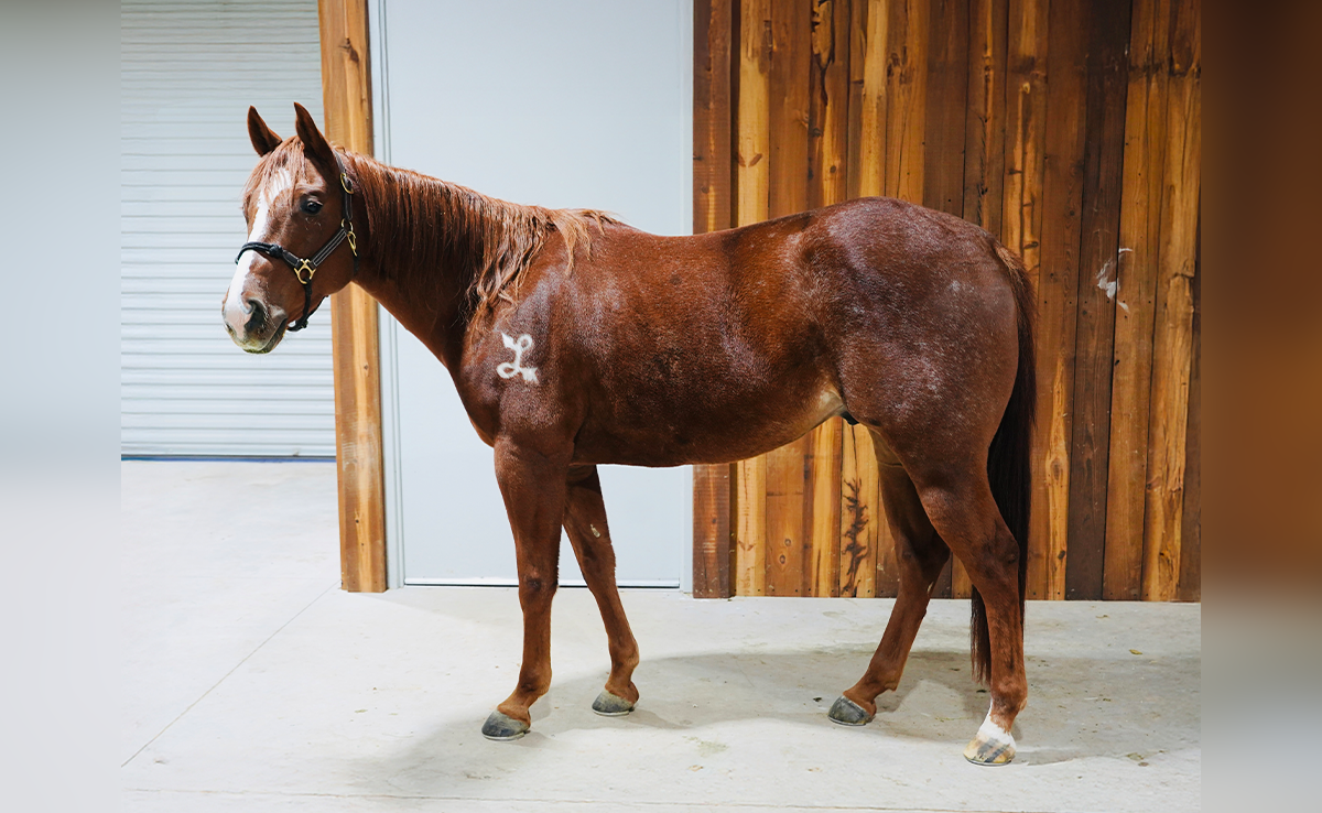 L#5782 Krush This - 2021 Sorrel Gelding (Dashin Dynamo x Nellies Soule ...