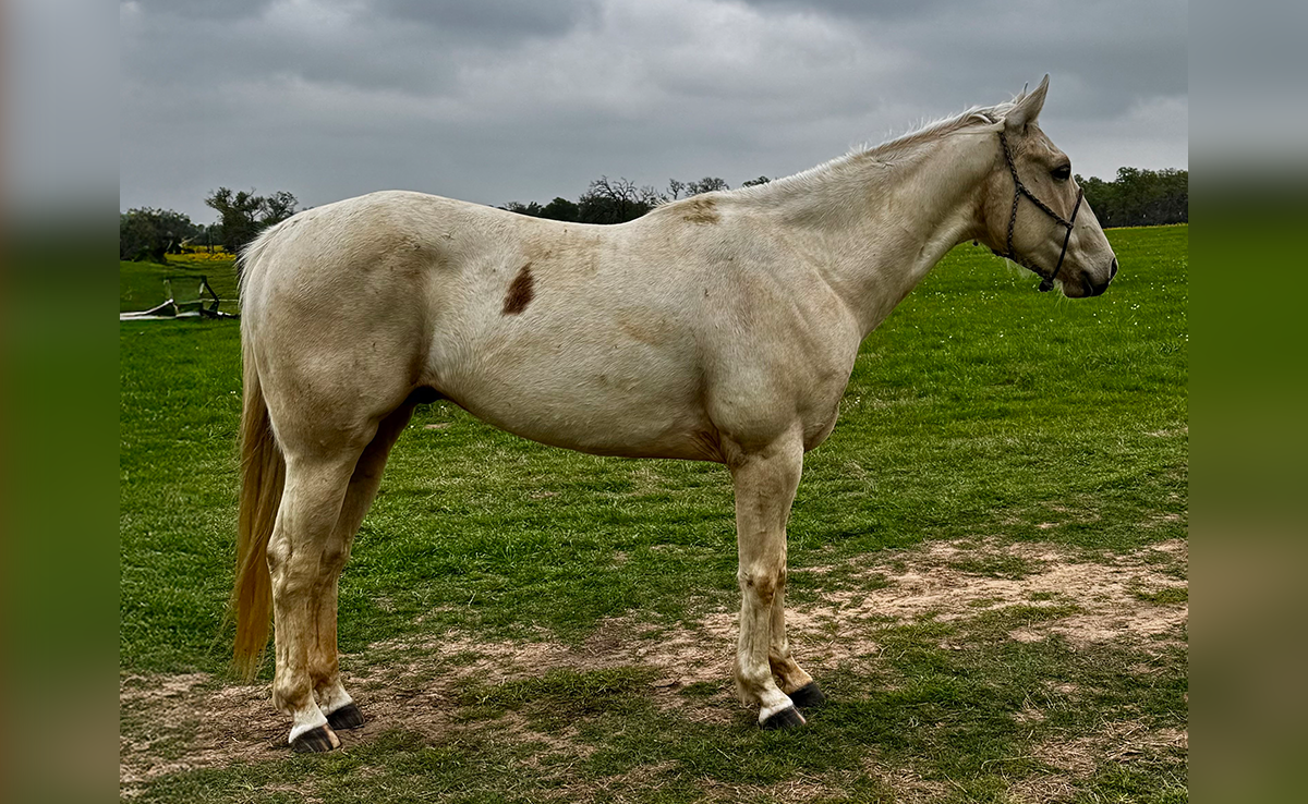 L#2473 Stormi Frenchman - 2020 Palomino Gelding (Dashin Dynamo x Sheza ...