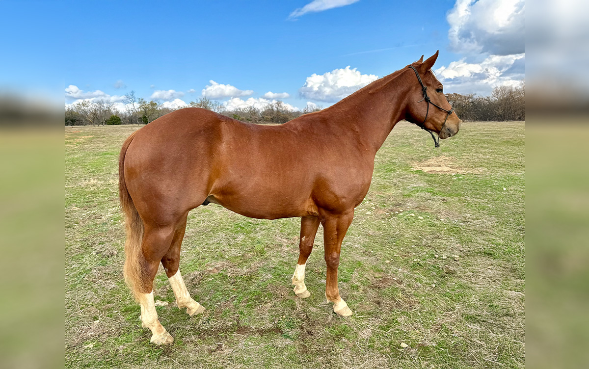 L#1433 The Epic Cash - 2022 Sorrel Gelding (Epic Leader x Coats Cash ...