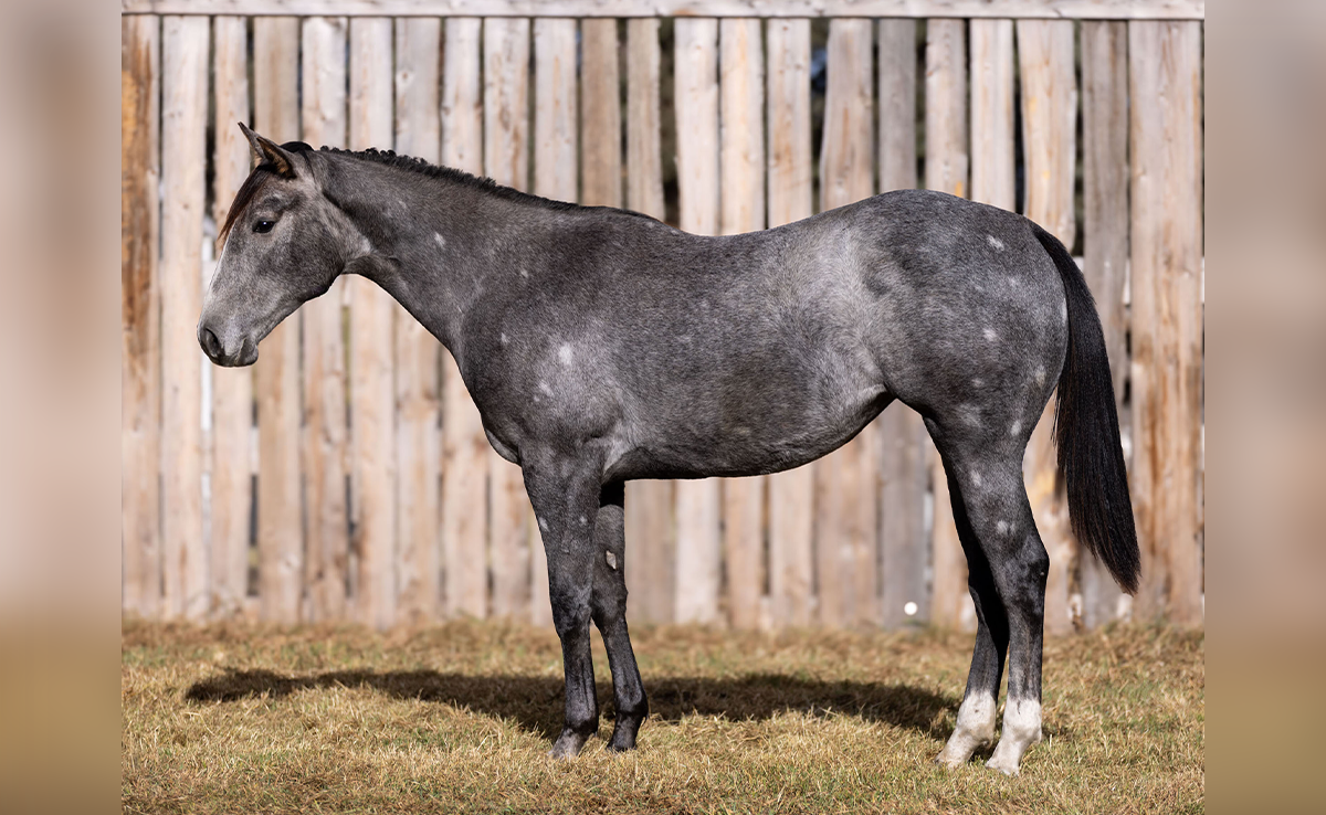 L#5285 Aint Seen My Nickers - 2024 Gray Mare (Nickster x Aint Seen The ...