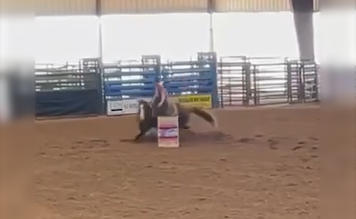 L#2265 French N Famous Bug - 2017 Sorrel Mare (French Too Fame x Ojs ...