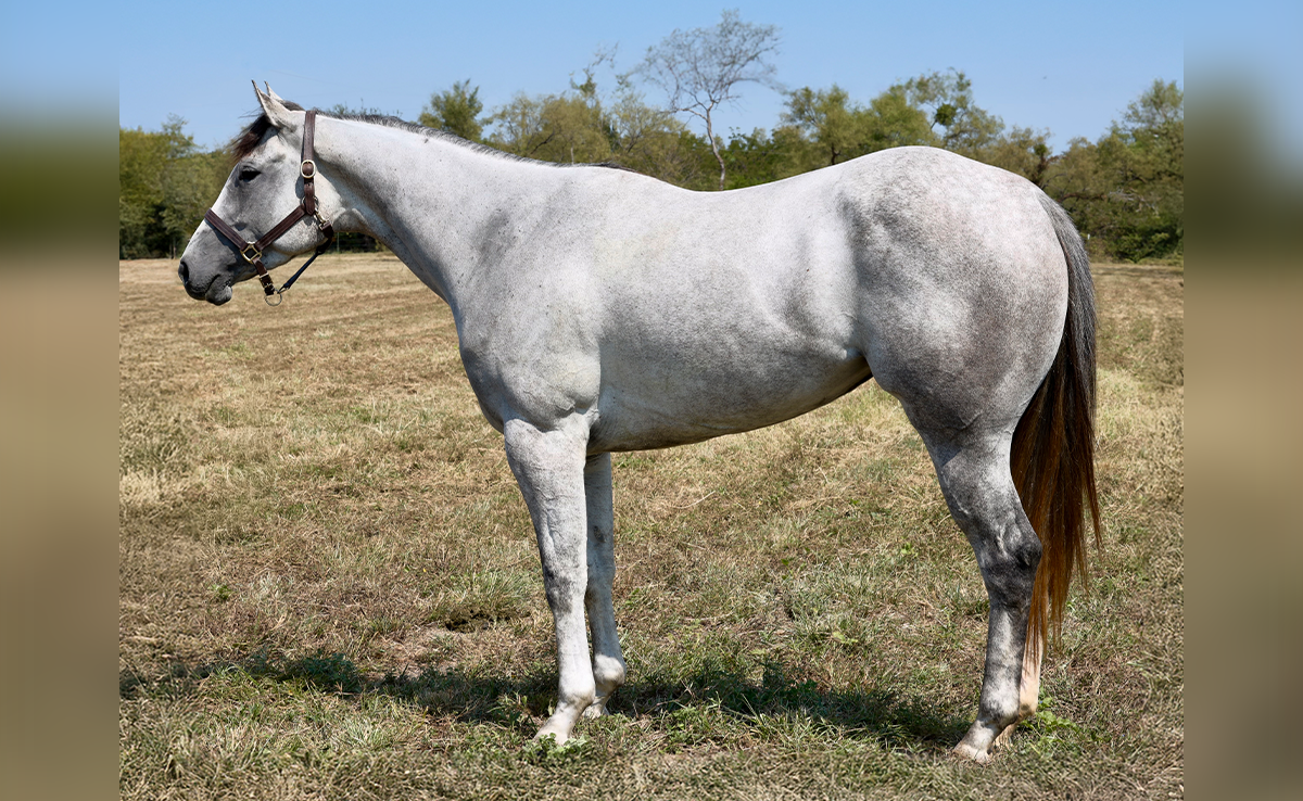 L#4600 Toasted At My Fiesta - 2022 Gray Mare (Fiestas Gotta Gun x ...