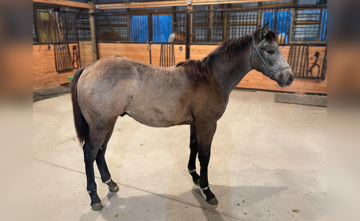 L#2197 Donchya Know Im Epic - 2024 Buckskin Gelding (Epically Famous x ...